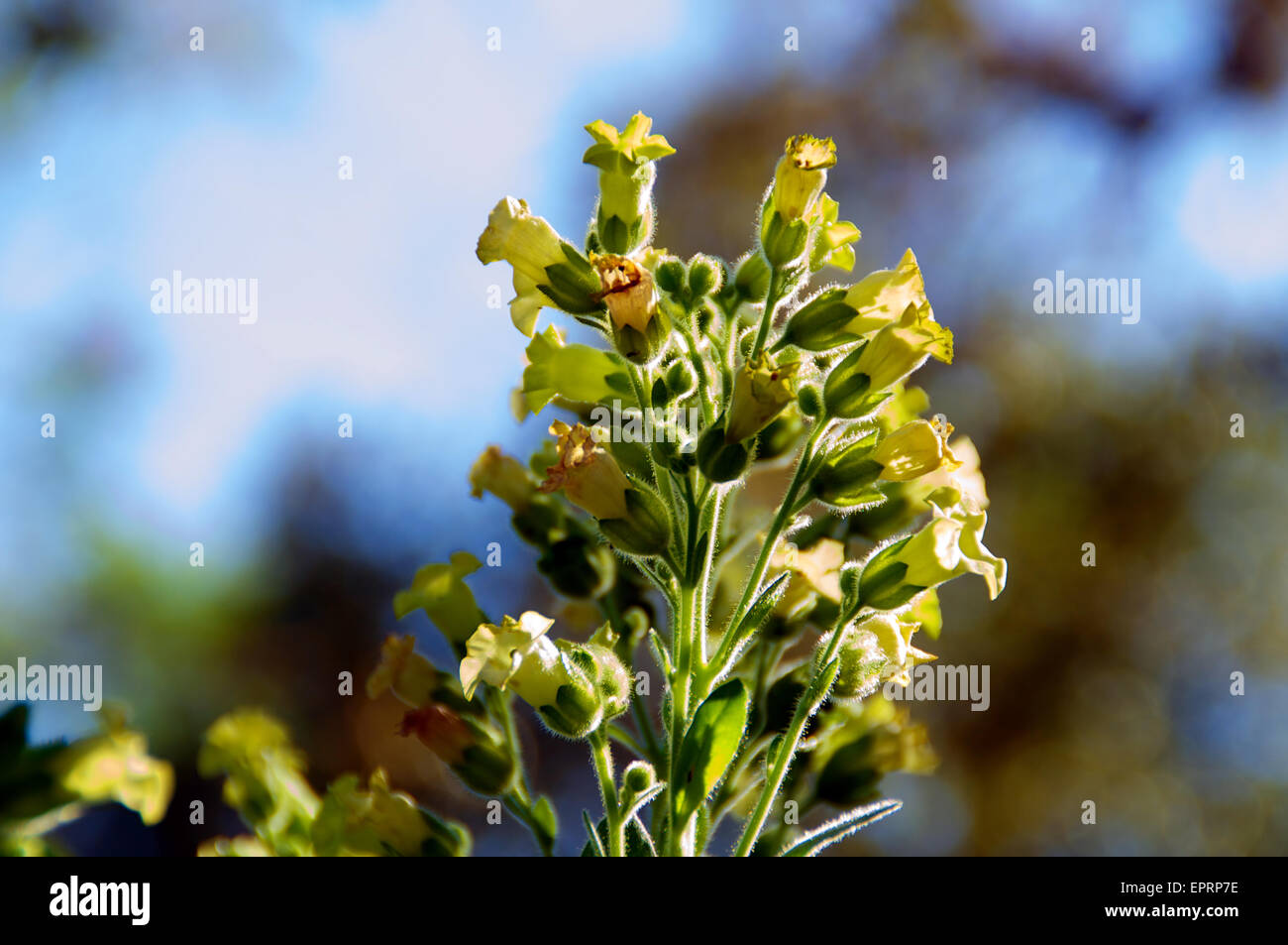 Yellow nicotiana hi-res stock photography and images - Alamy