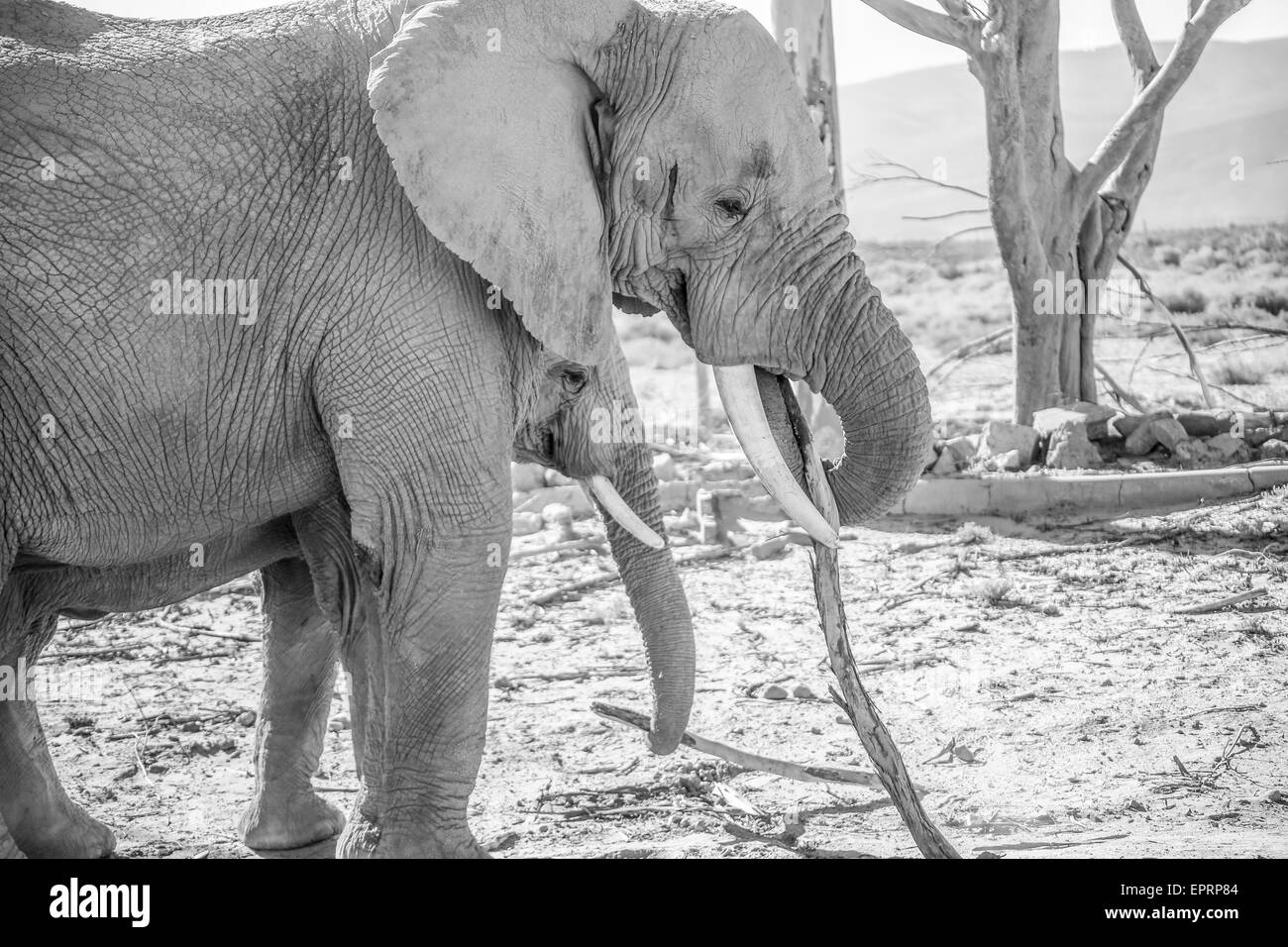 old bull elephant teaching a younger male Stock Photo - Alamy
