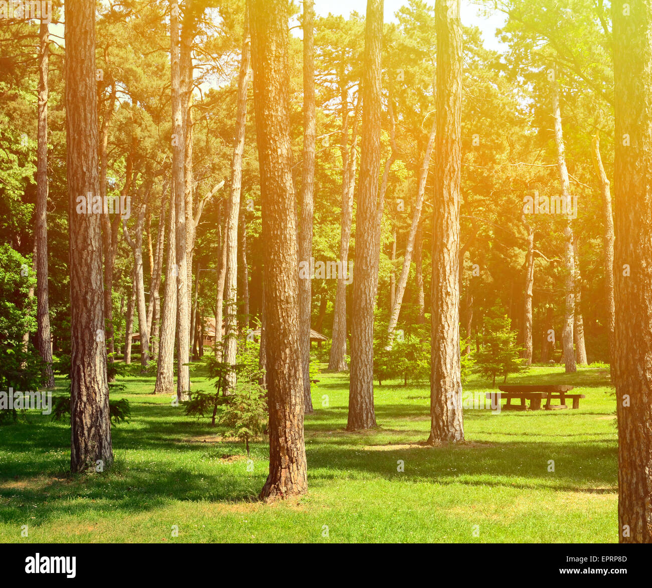 Beautiful scenery of green forest with picnic table and cottage Stock ...