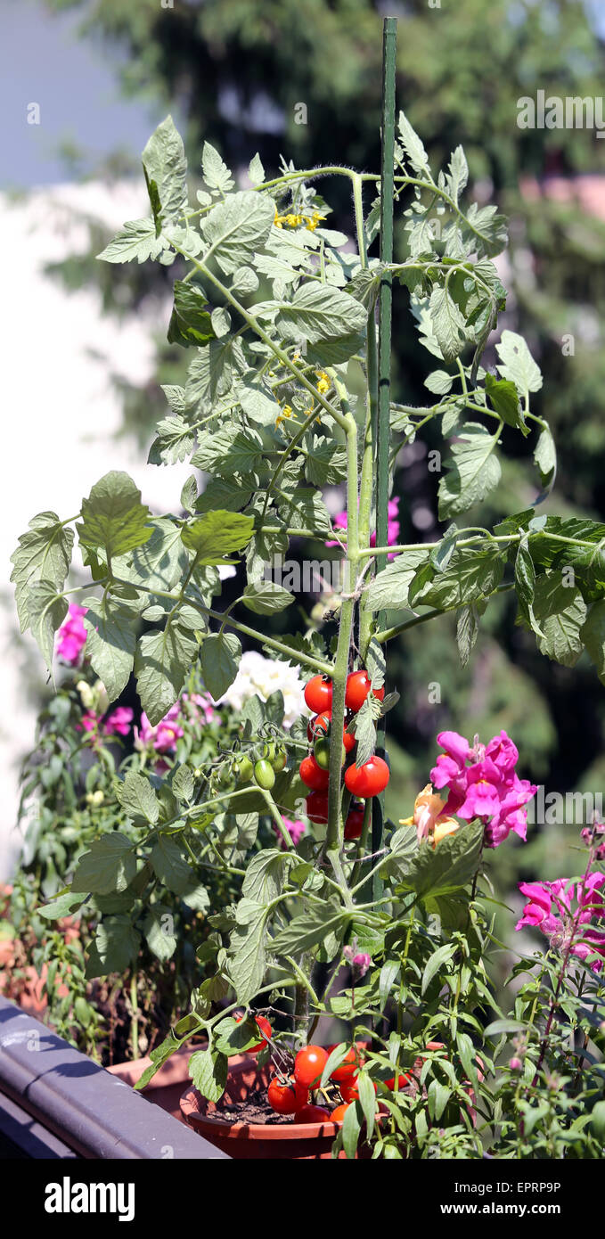 red tomato plant in the balcony in summer Stock Photo - Alamy