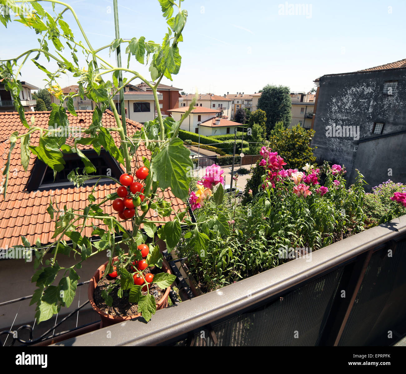 red tomato plant in the balcony in the city Stock Photo - Alamy