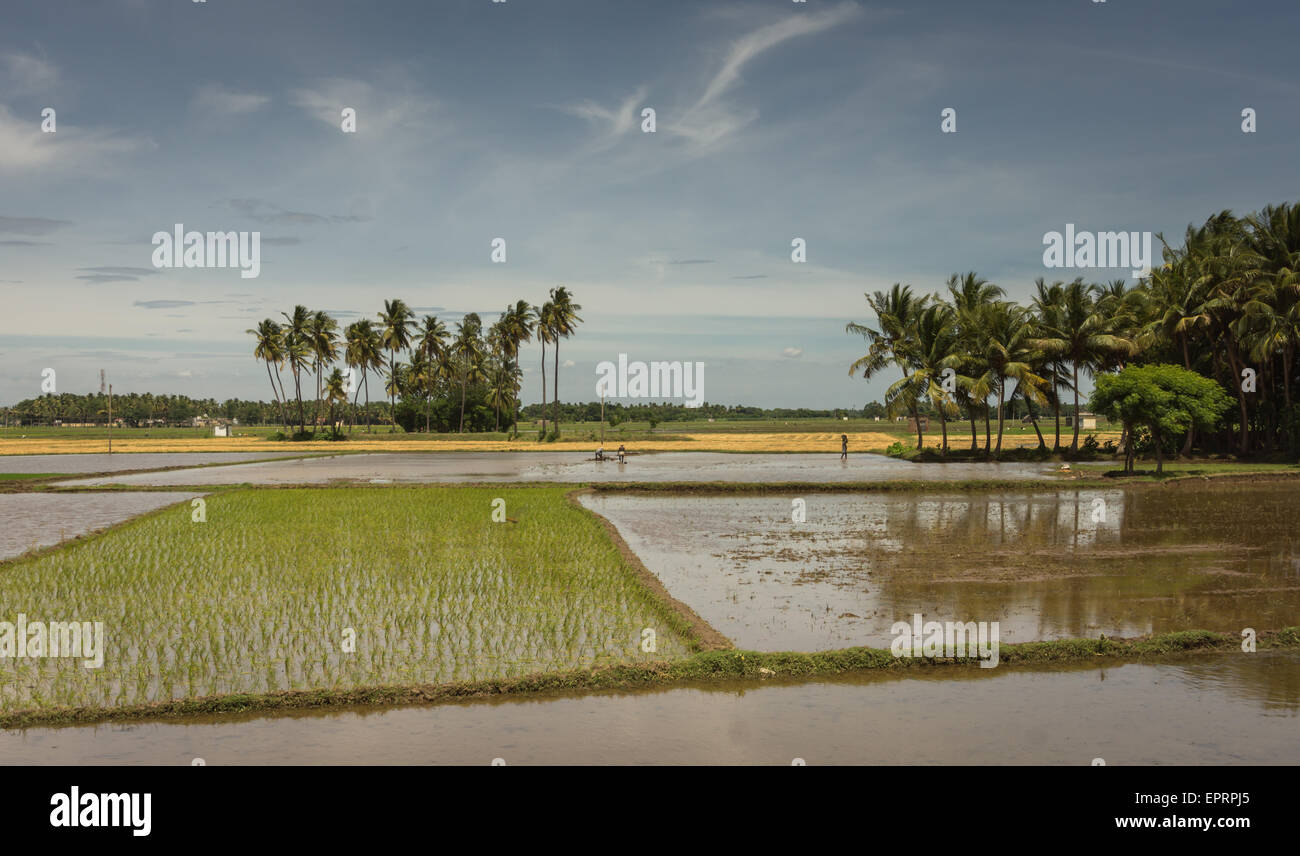 One freshly planted rice paddy and others with water Stock Photo - Alamy