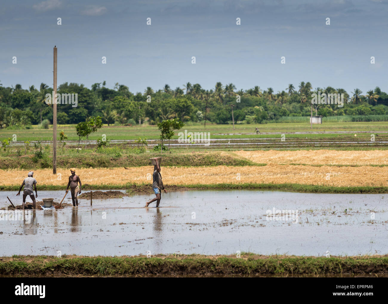 Submerged paddy field hi-res stock photography and images - Alamy