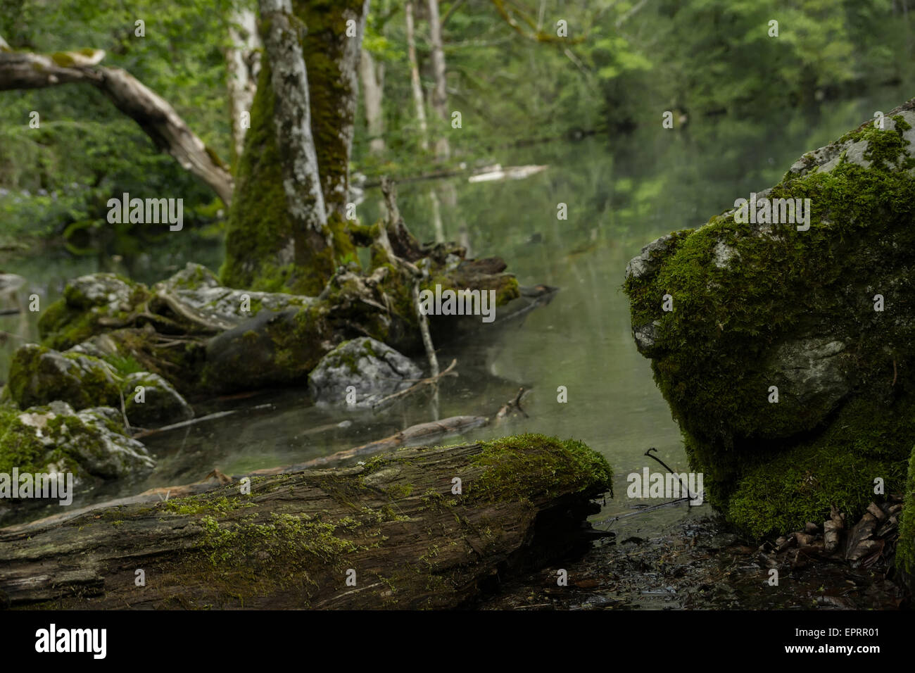 Moss covered trees and rocks in german Alps Stock Photo - Alamy
