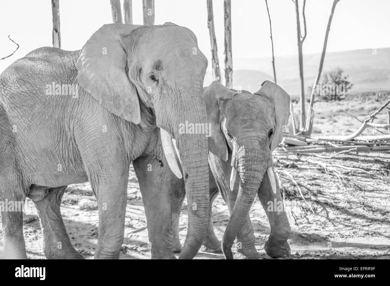 young and old elephants together, game reserve, south africa Stock ...