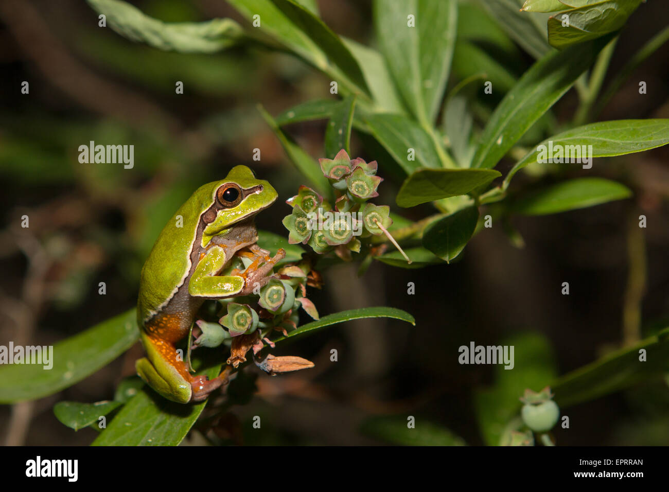 Pine barrens treefrog climbing on blueberries - Hyla andersonii Stock ...