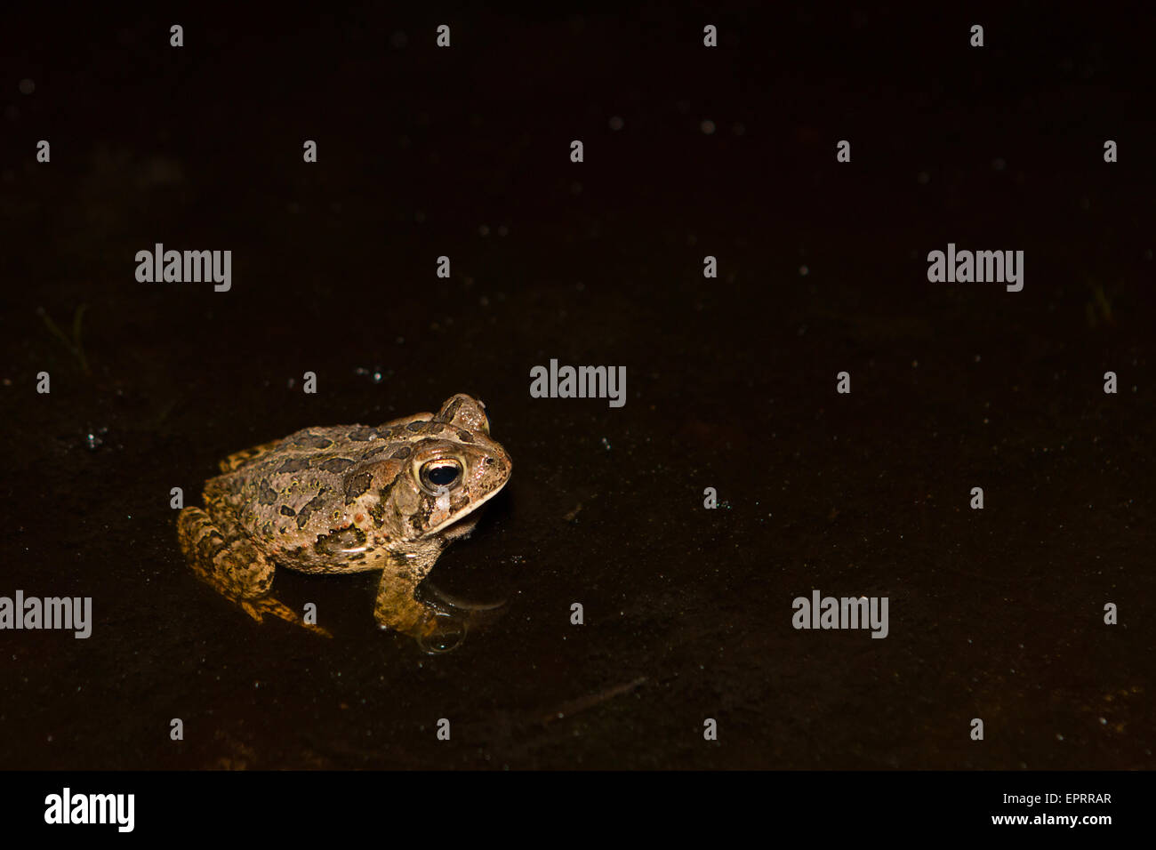 Bufotoxin Stock Photos & Bufotoxin Stock Images - Alamy