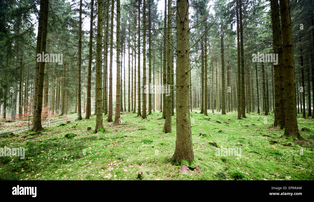 Wide view of green forest Stock Photo - Alamy