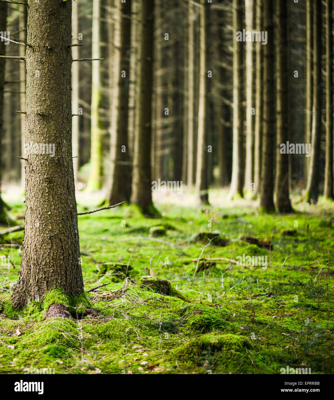 Wild forest covered with moss Stock Photo - Alamy