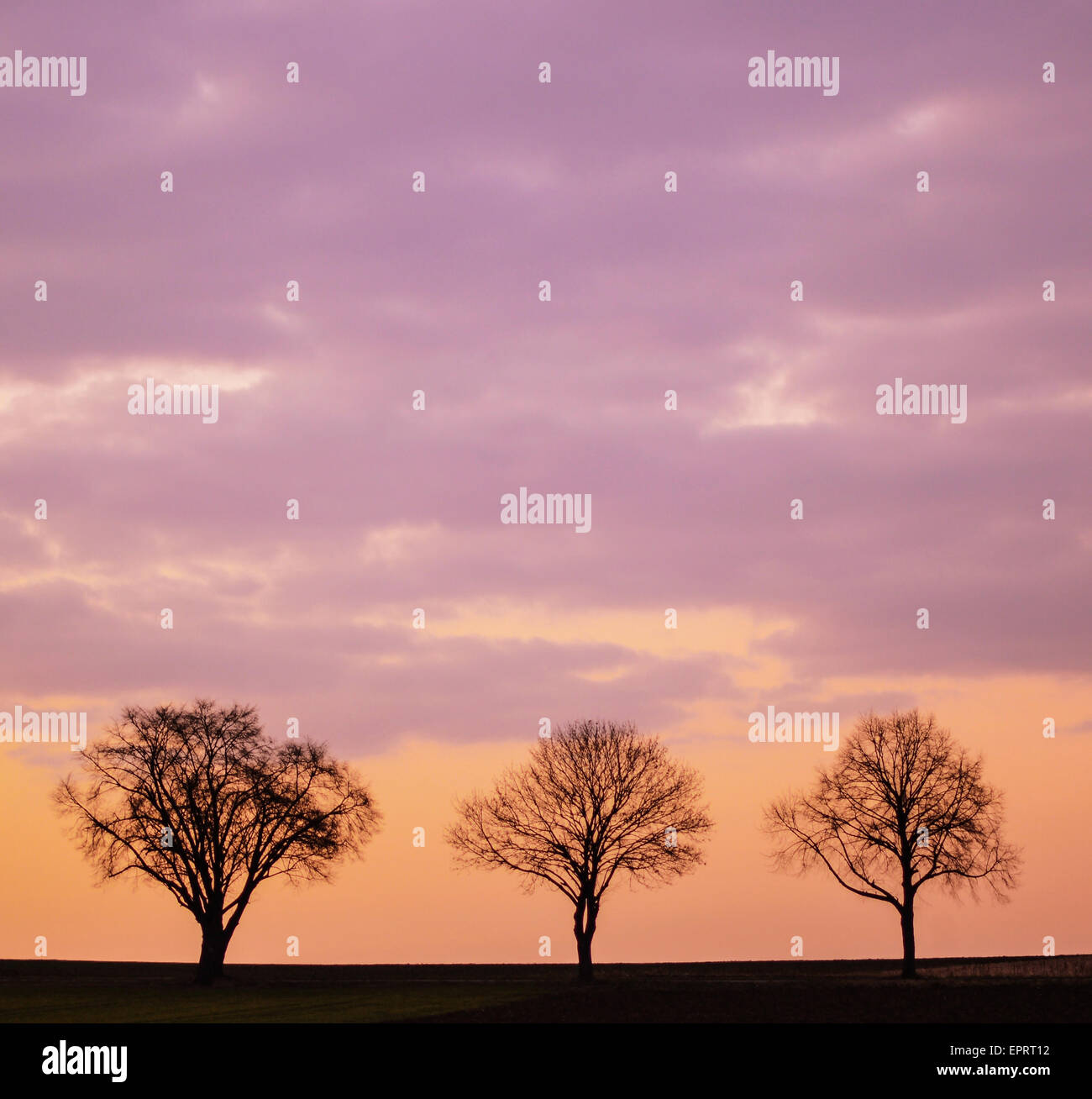 Three trees against a dramatic sunset sky hi-res stock photography and ...