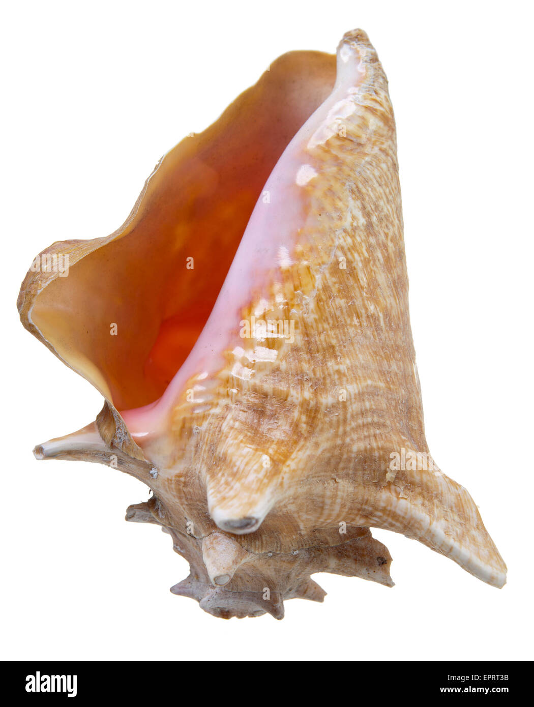 Big sea shell Stock Photo - Alamy