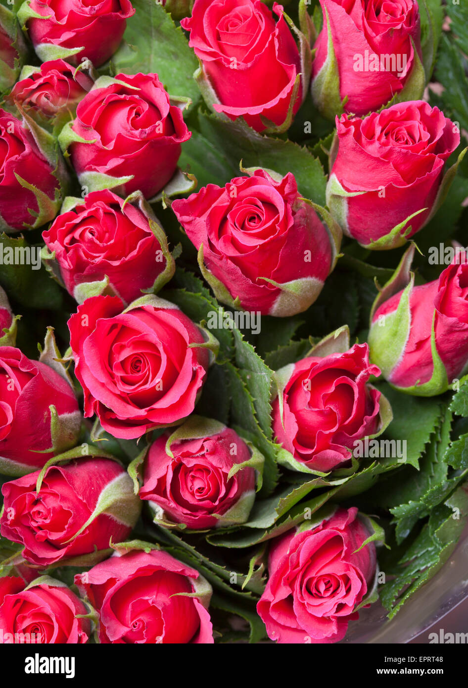 Red roses bouquet Stock Photo - Alamy