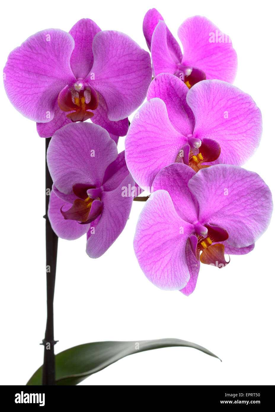 Branch of blooming orchid Stock Photo - Alamy