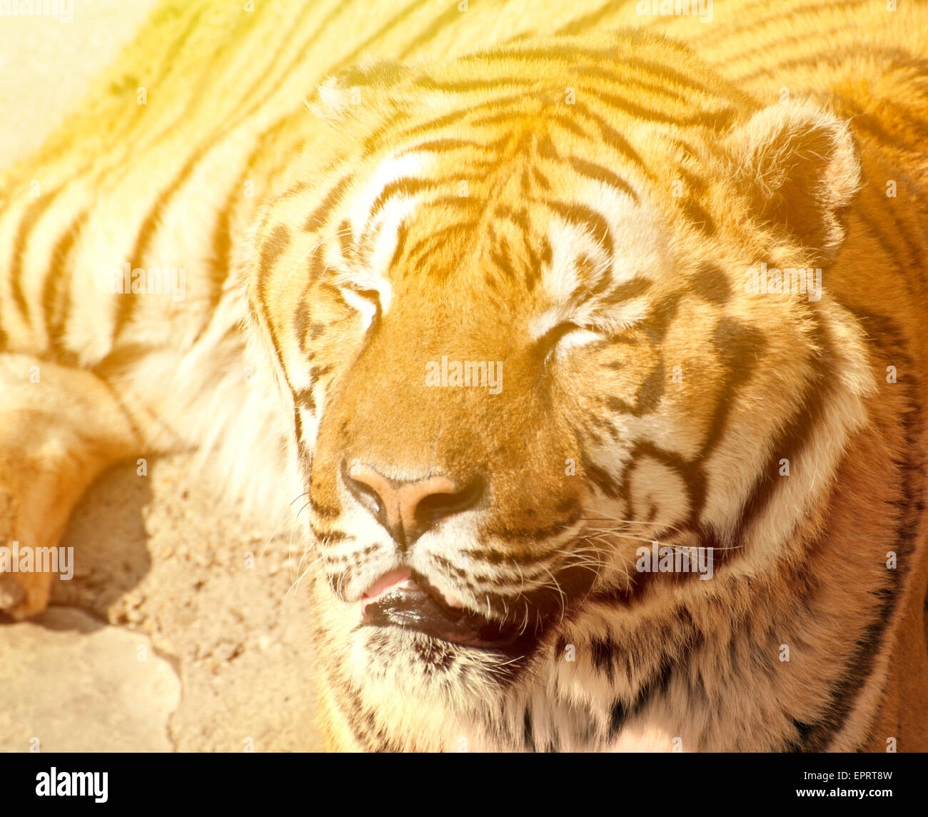 Caracal cat sleeping hi-res stock photography and images - Alamy