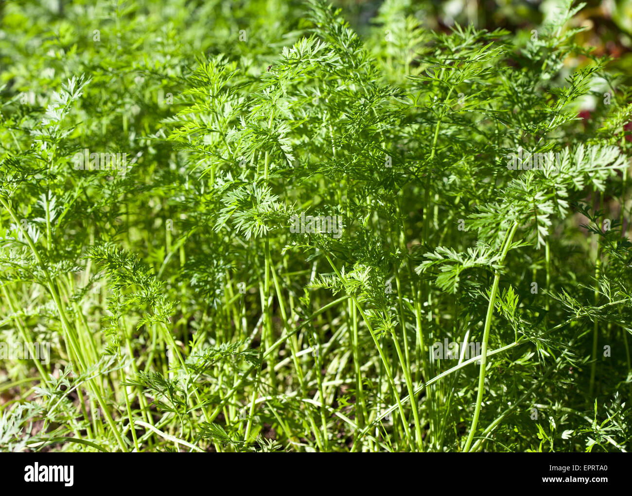 Growing carrot shoots hi-res stock photography and images - Alamy