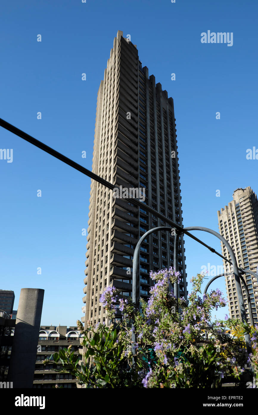 Ceanothus on a balcony garden and Barbican Estate high rise apartment ...