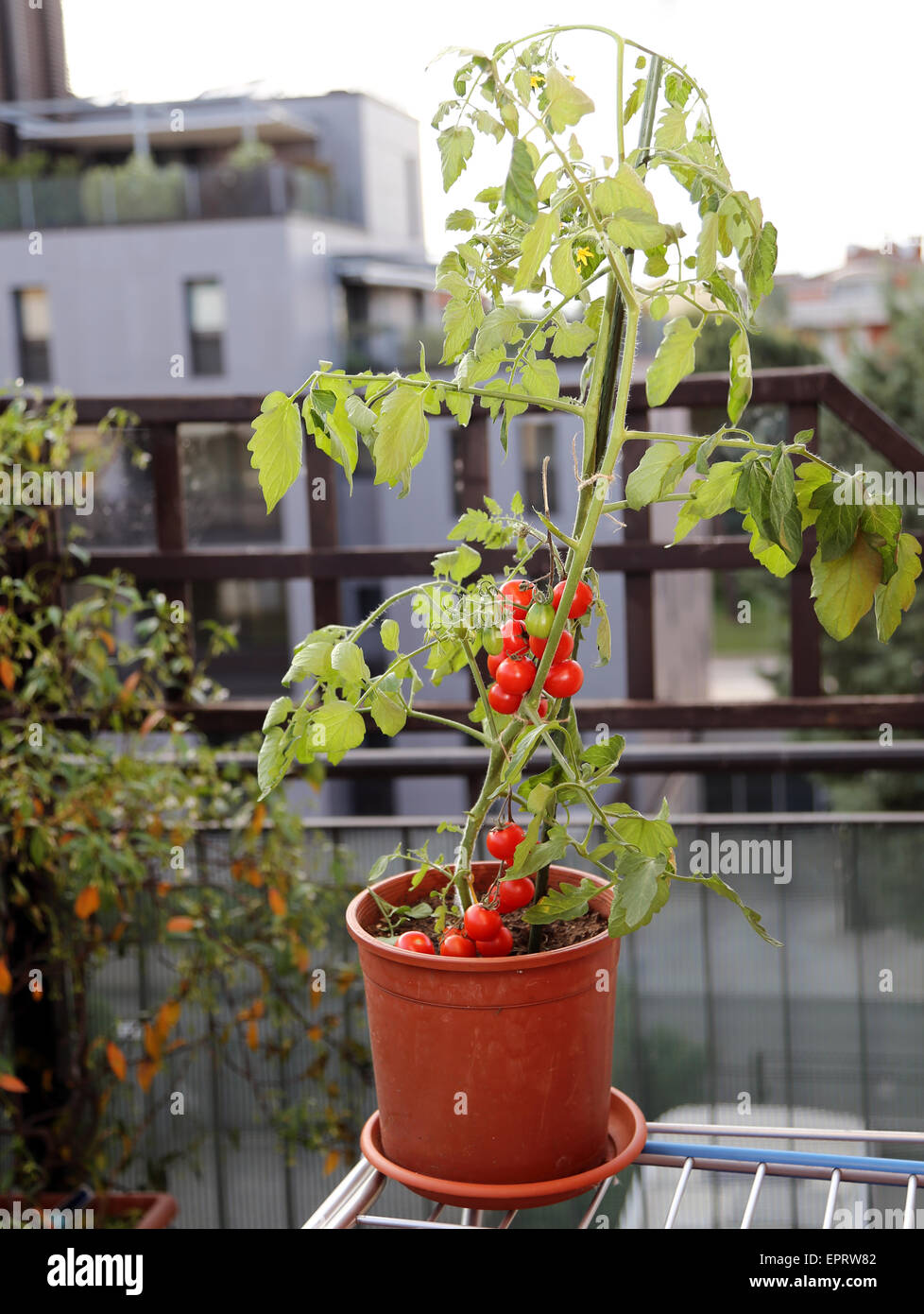 Tomato patio plum hi-res stock photography and images - Alamy