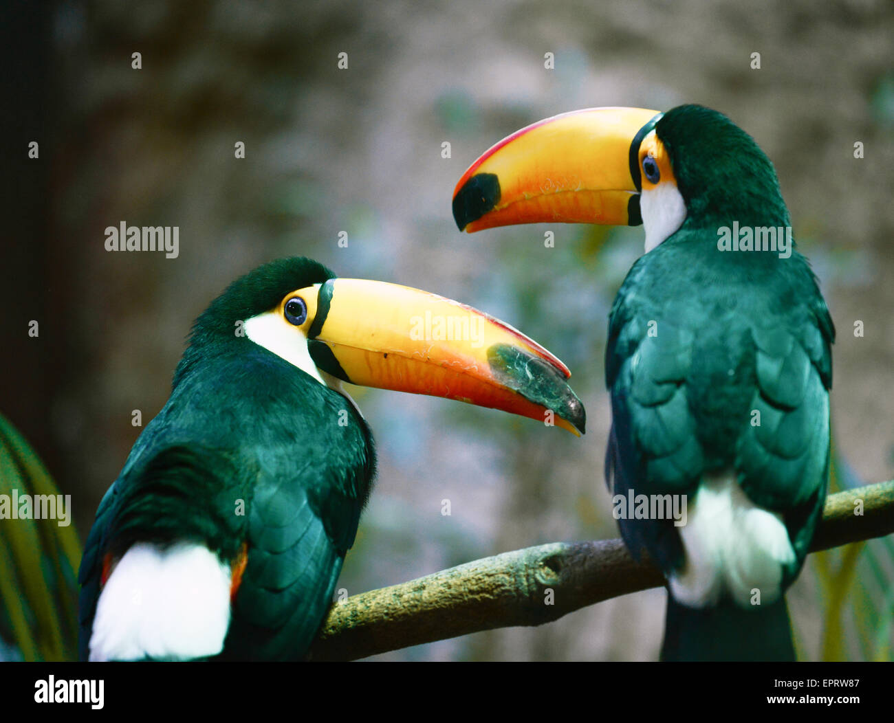 Toucan (Ramphastos toco) couple sitting on a branch Stock Photo - Alamy