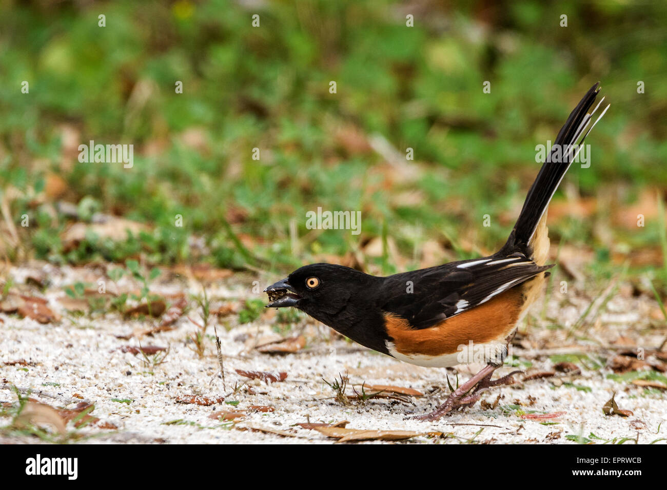 Towhee hi-res stock photography and images - Alamy