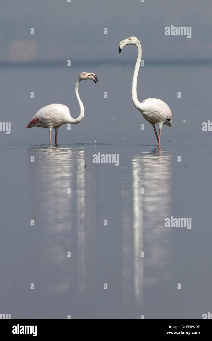 Maharashtra water birds hi-res stock photography and images - Alamy