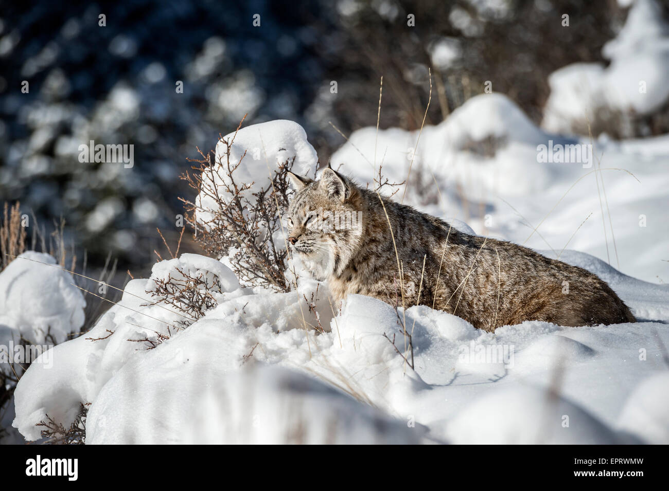 Bobcat running hi-res stock photography and images - Alamy