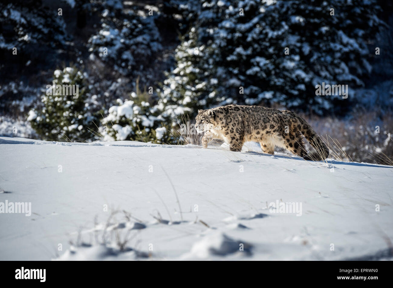 Woolly cat hi-res stock photography and images - Alamy
