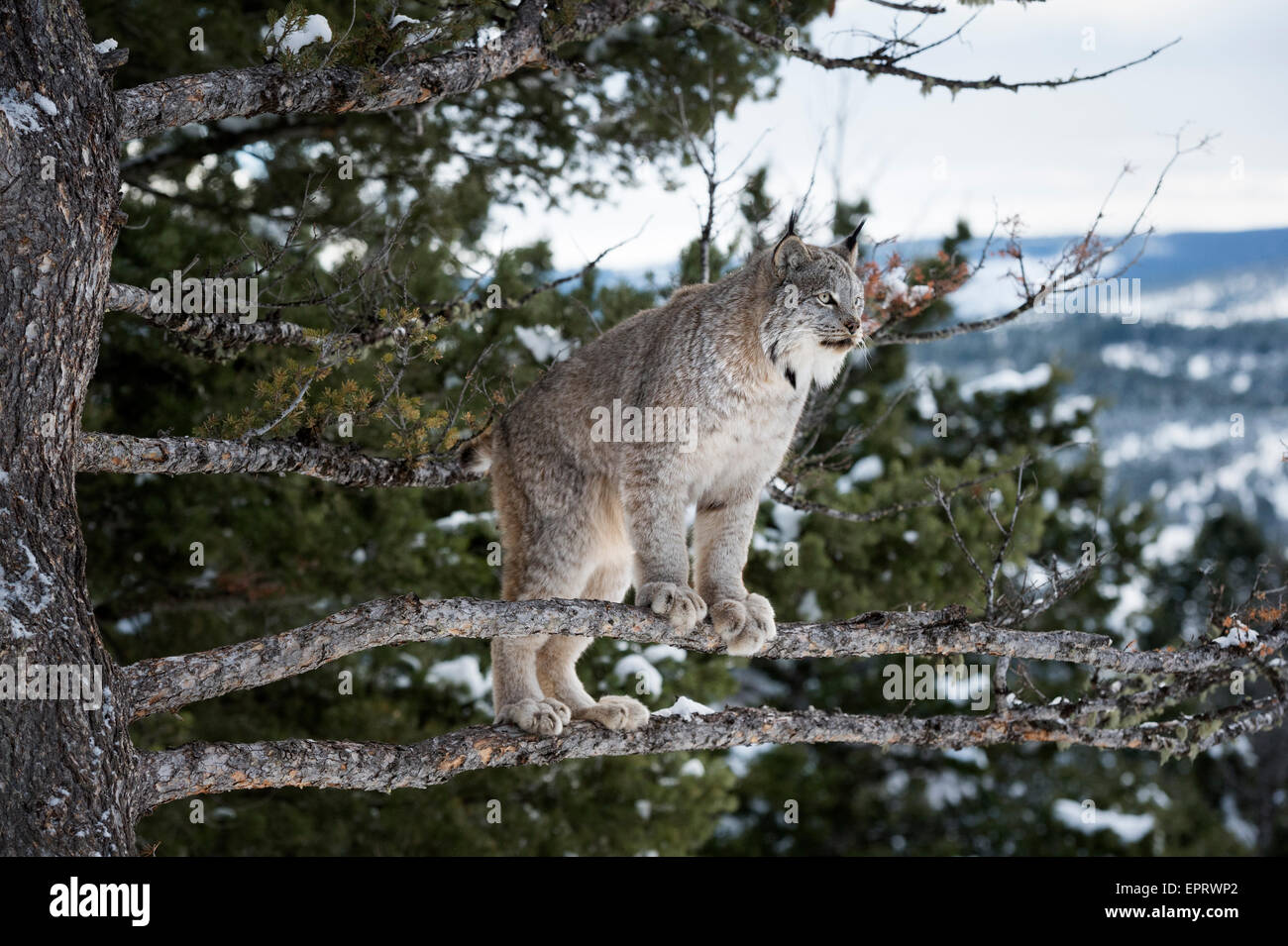 Iberian Lynx Hunting