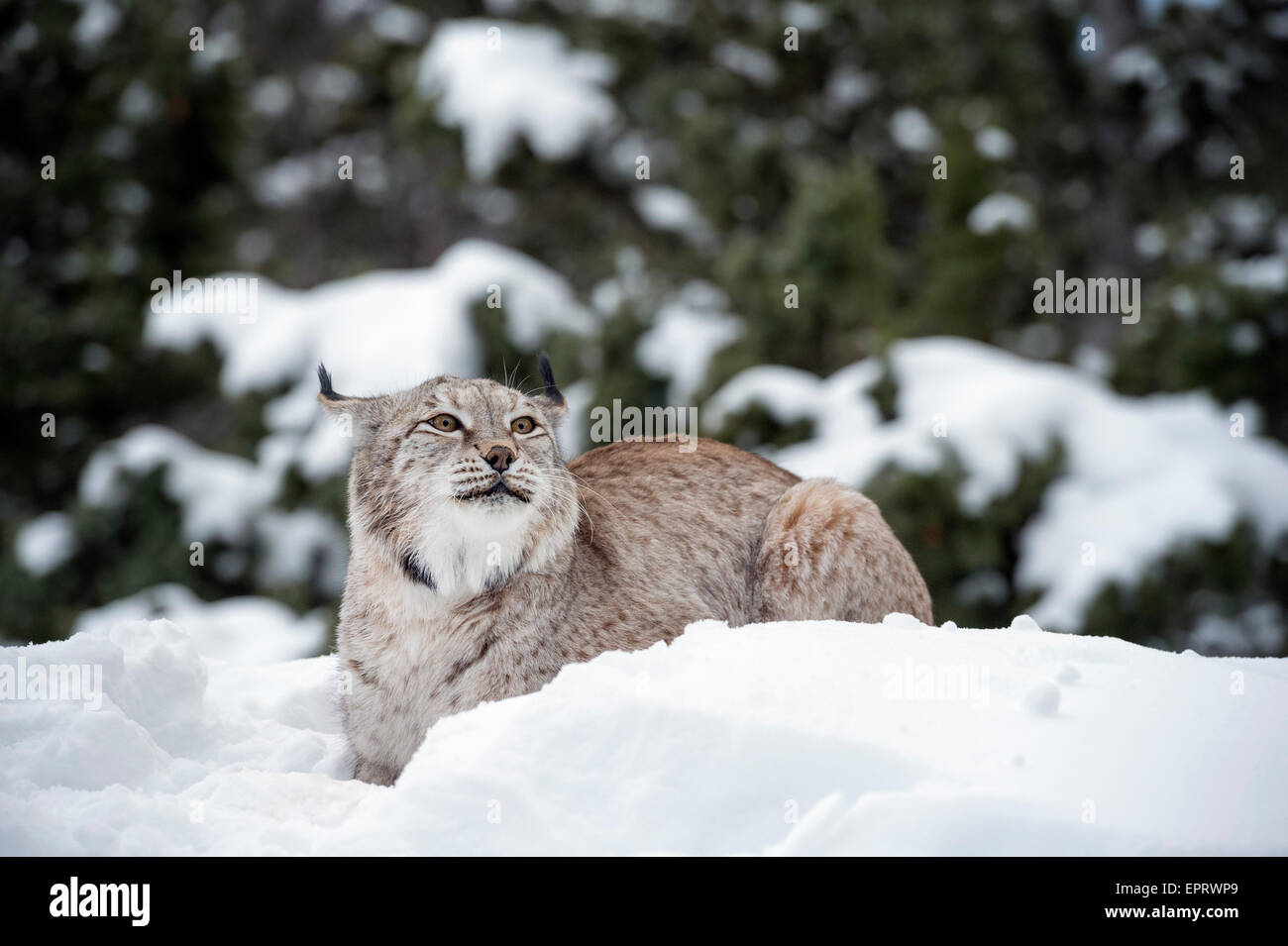 Canadian lynx tree hi-res stock photography and images - Alamy
