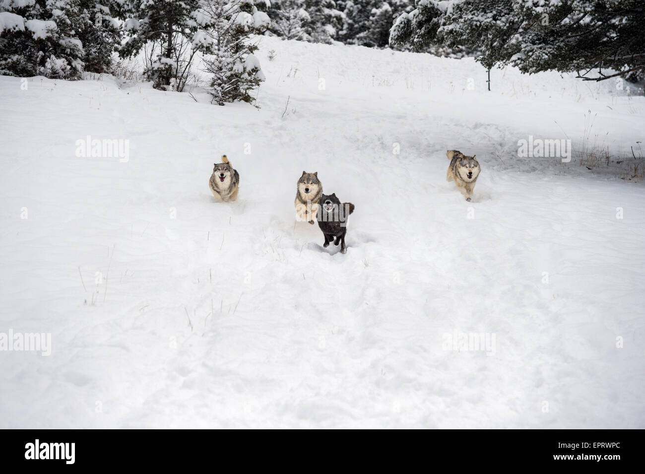 Wolves hunting hi-res stock photography and images - Alamy
