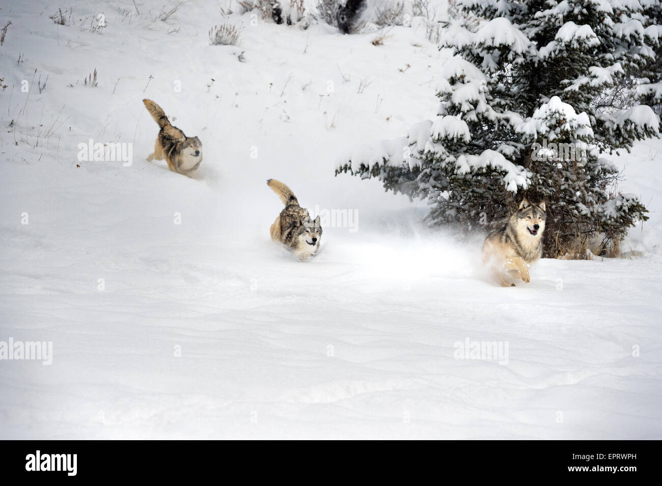 Wolves hunting hi-res stock photography and images - Alamy