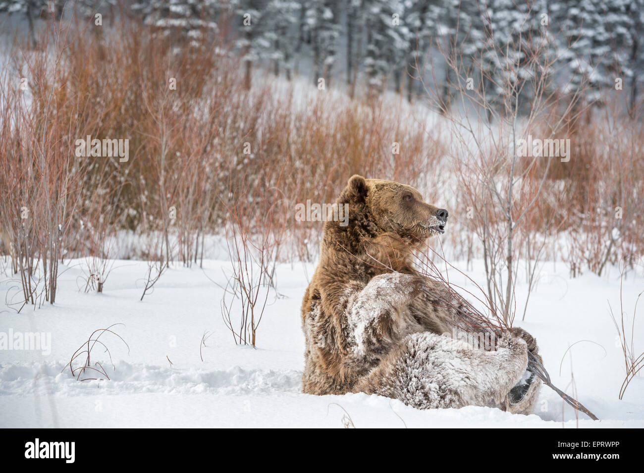 Bear chilling out hi-res stock photography and images - Alamy