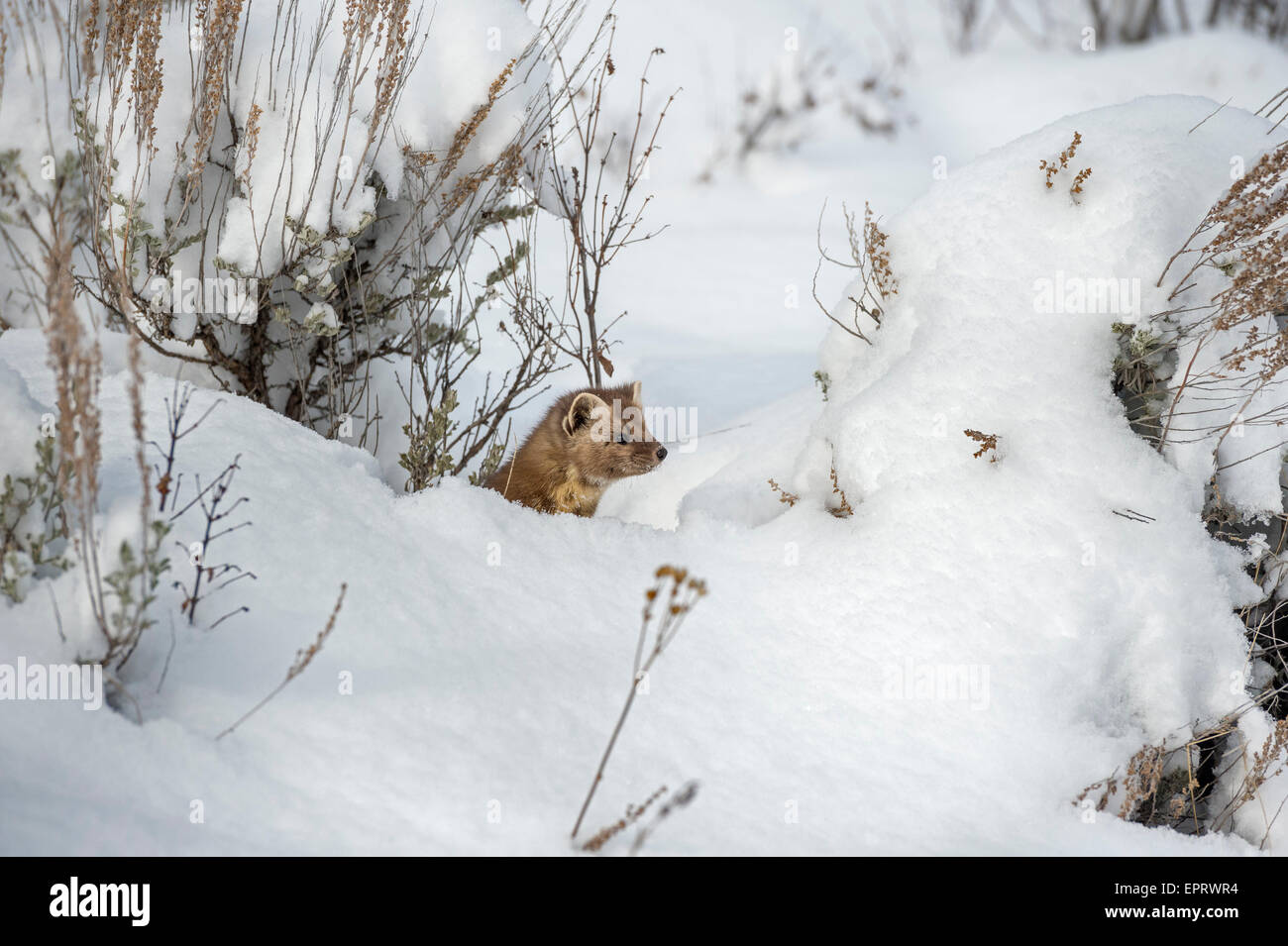 Marten cat hi-res stock photography and images - Alamy