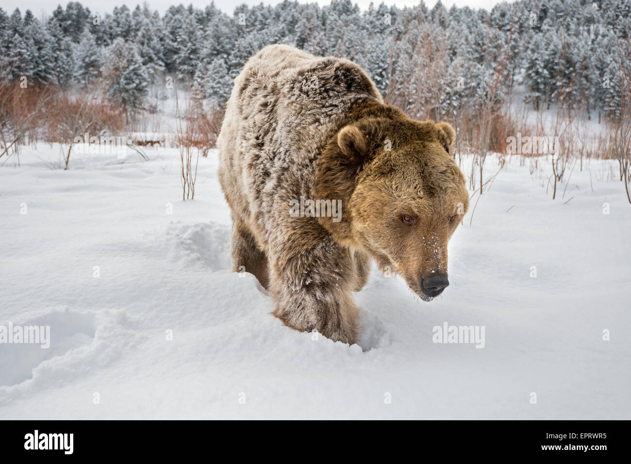 Bear chilling out hi-res stock photography and images - Alamy