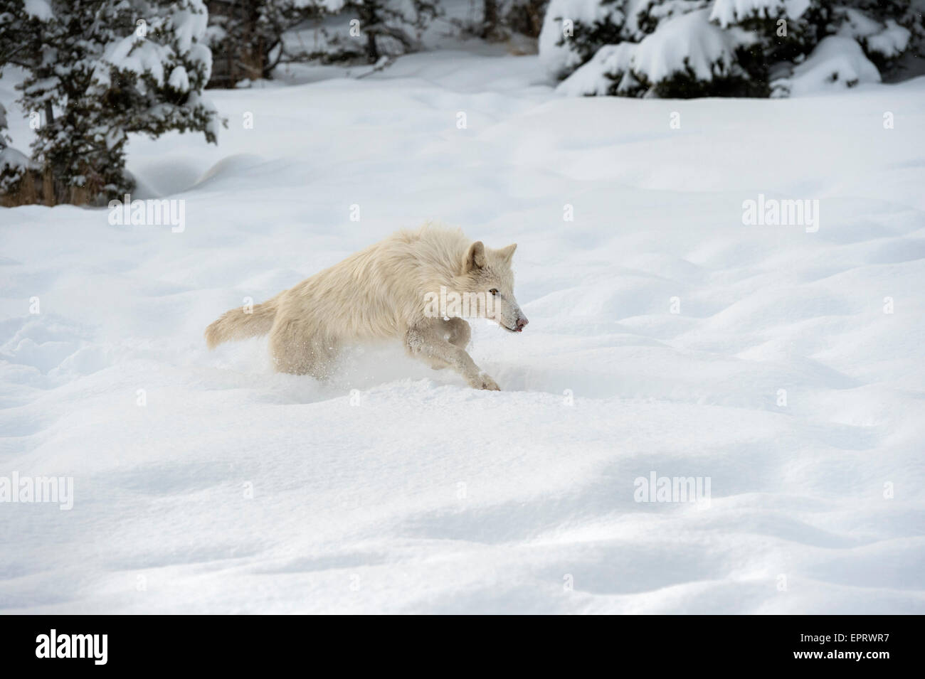 Wolf pack running hi-res stock photography and images - Alamy