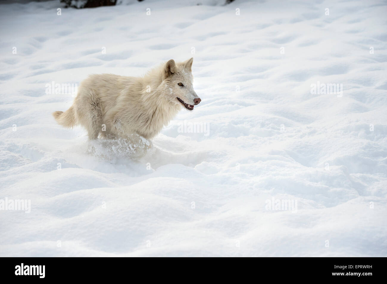 Wolf chasing hi-res stock photography and images - Alamy