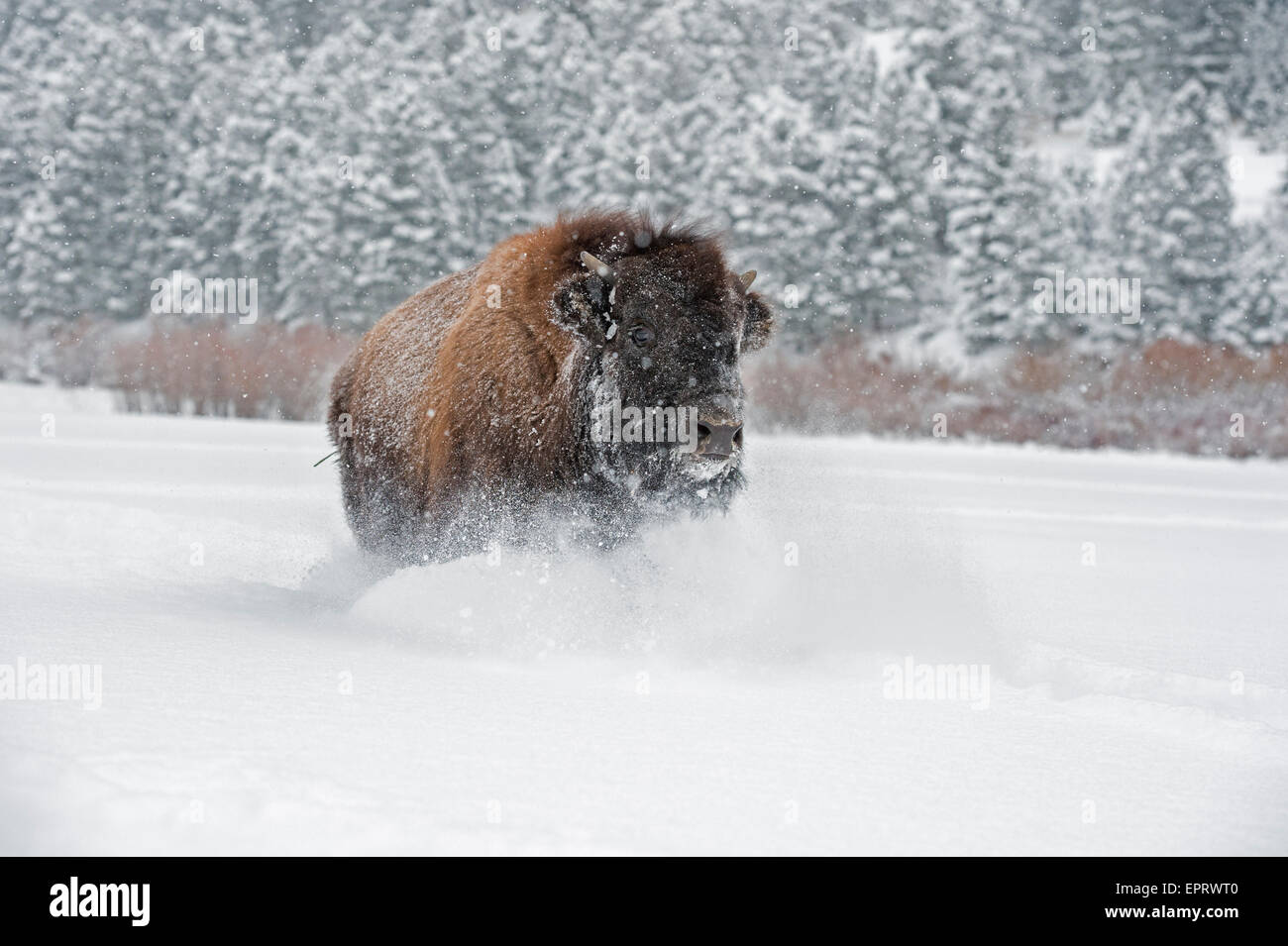 American bison running montana hi-res stock photography and images - Alamy