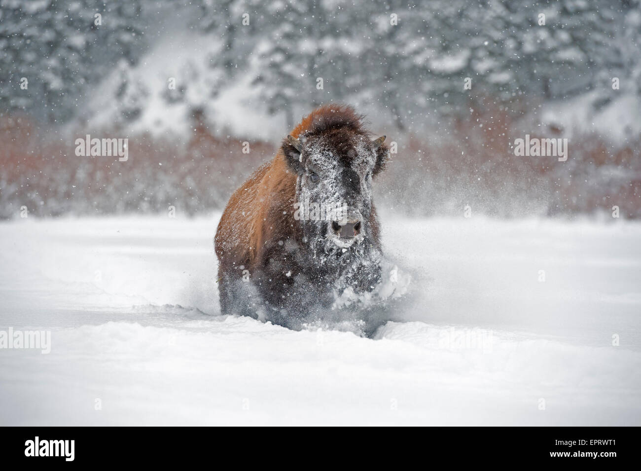 American bison running hi-res stock photography and images - Alamy