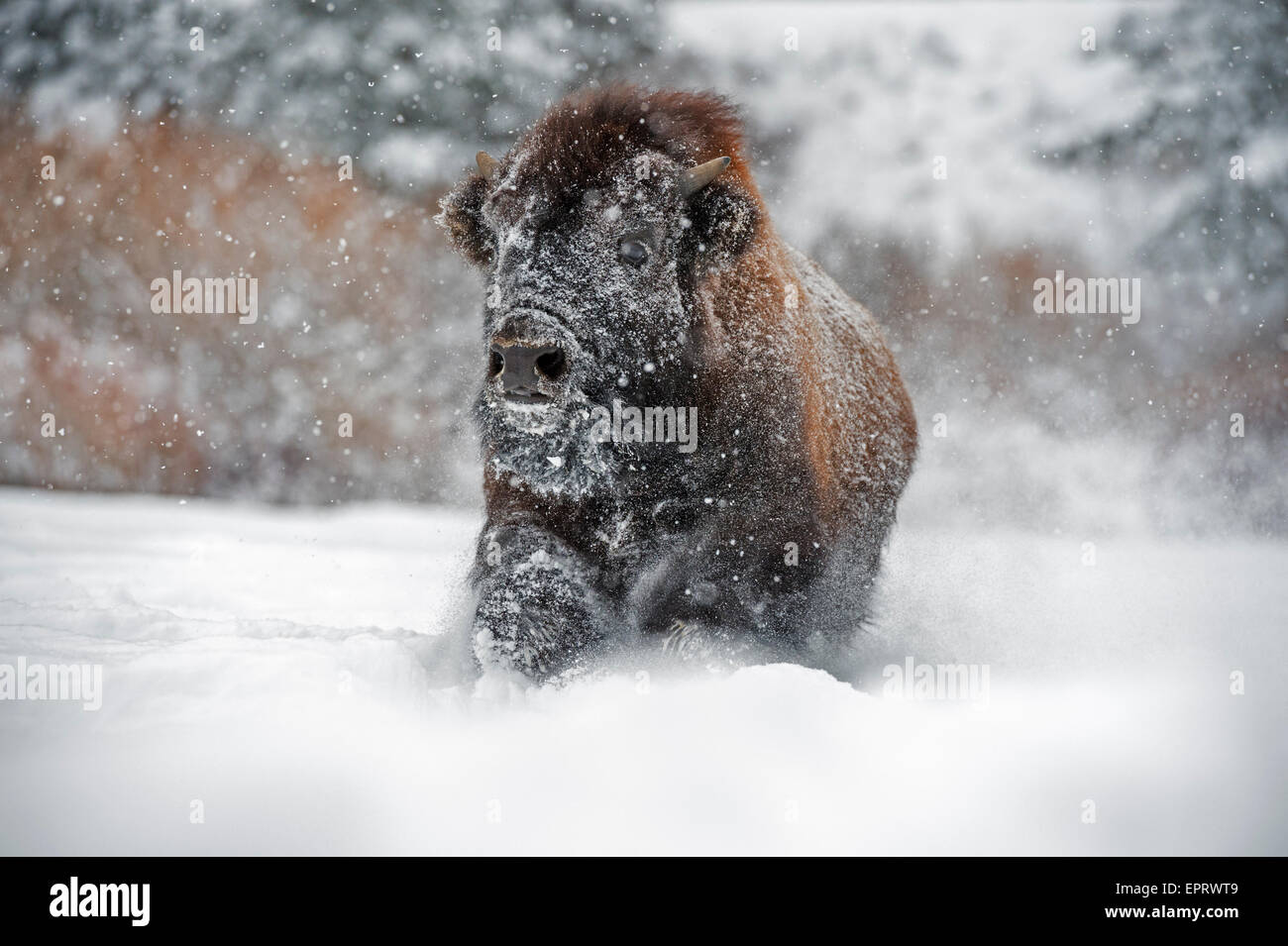 American bison running hi-res stock photography and images - Alamy