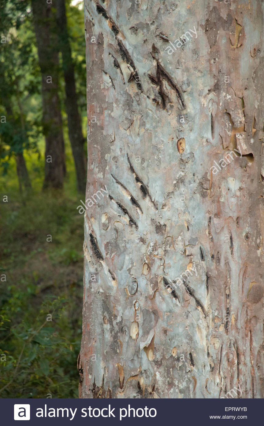 Animal Claw Marks Stock Photos & Animal Claw Marks Stock Images - Alamy