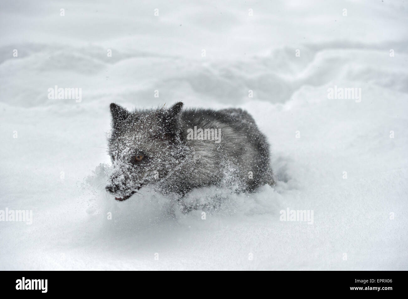 Fox howling hi-res stock photography and images - Alamy