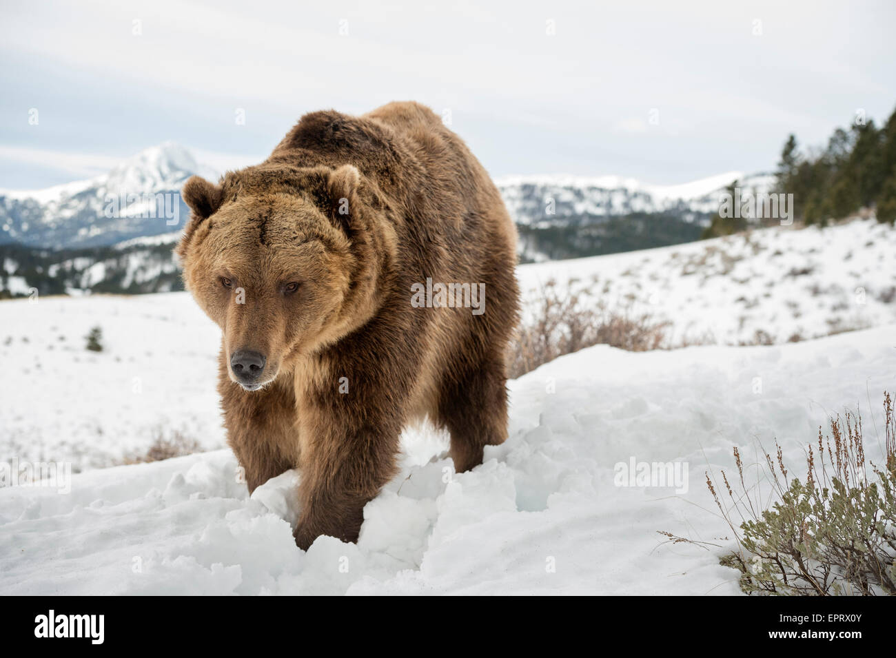 Bear chilling hi-res stock photography and images - Alamy