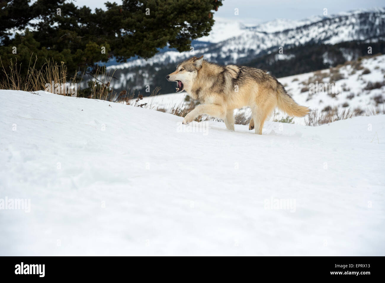 Gray wolf howling yellowstone hi-res stock photography and images - Alamy