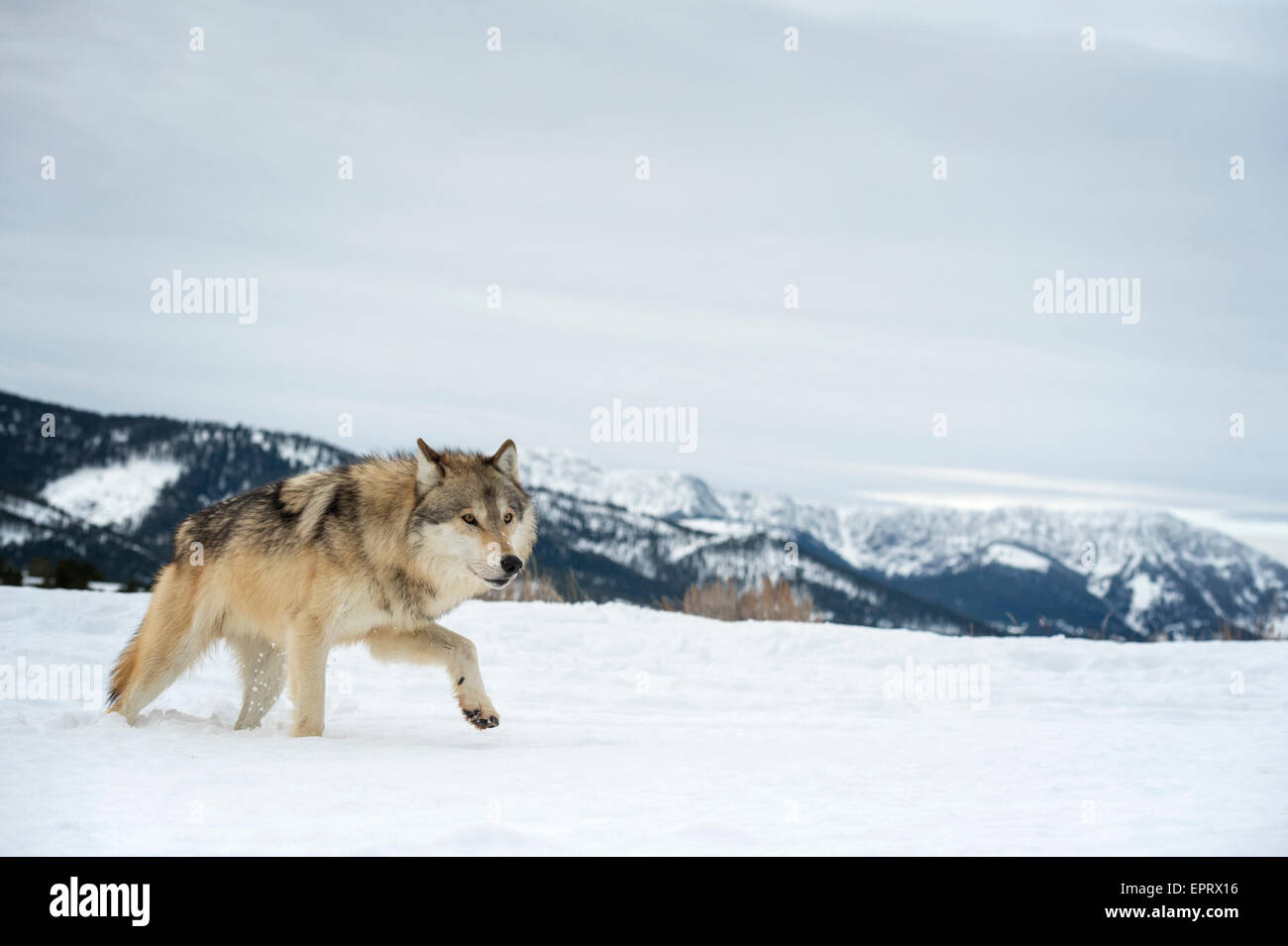 Grey Wolf Yellowstone High Resolution Stock Photography and Images - Alamy