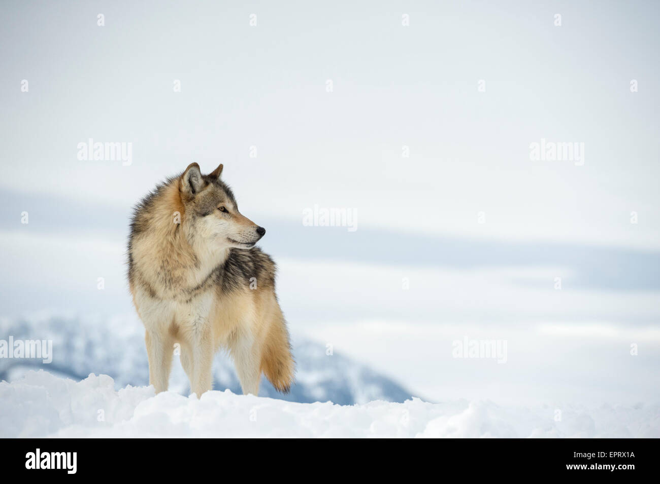 Grey wolf hi-res stock photography and images - Alamy