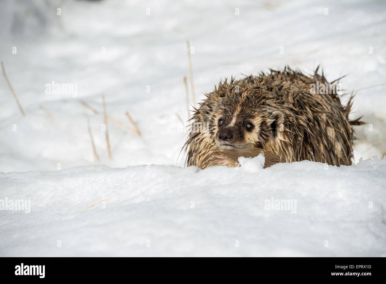 Angry badger hi-res stock photography and images - Alamy
