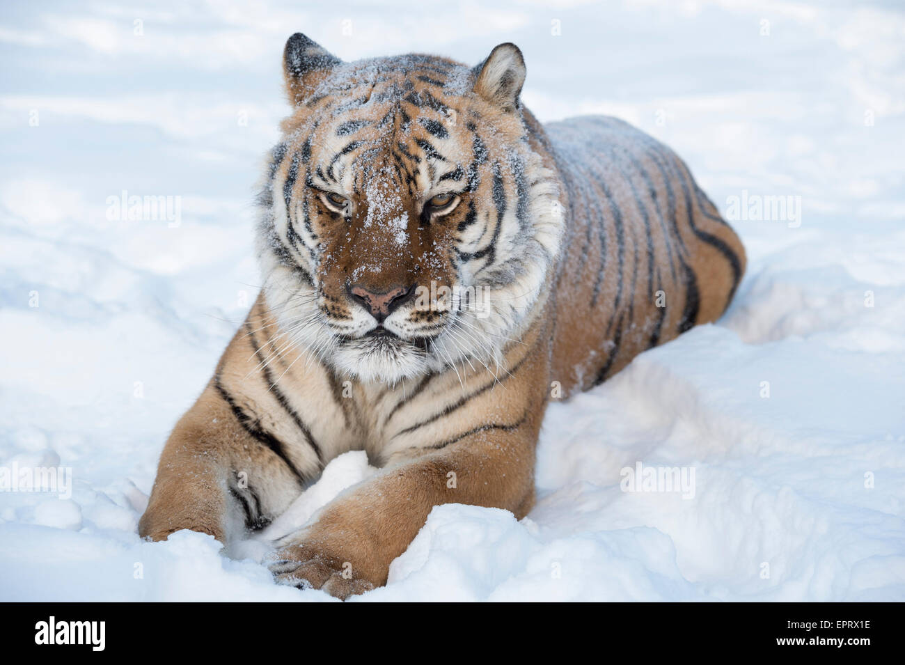 Siberian tiger snow siberia hi-res stock photography and images - Alamy