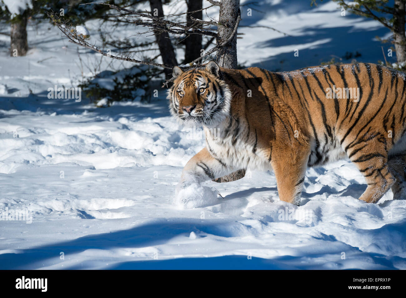 Siberian tiger snow siberia hi-res stock photography and images - Alamy