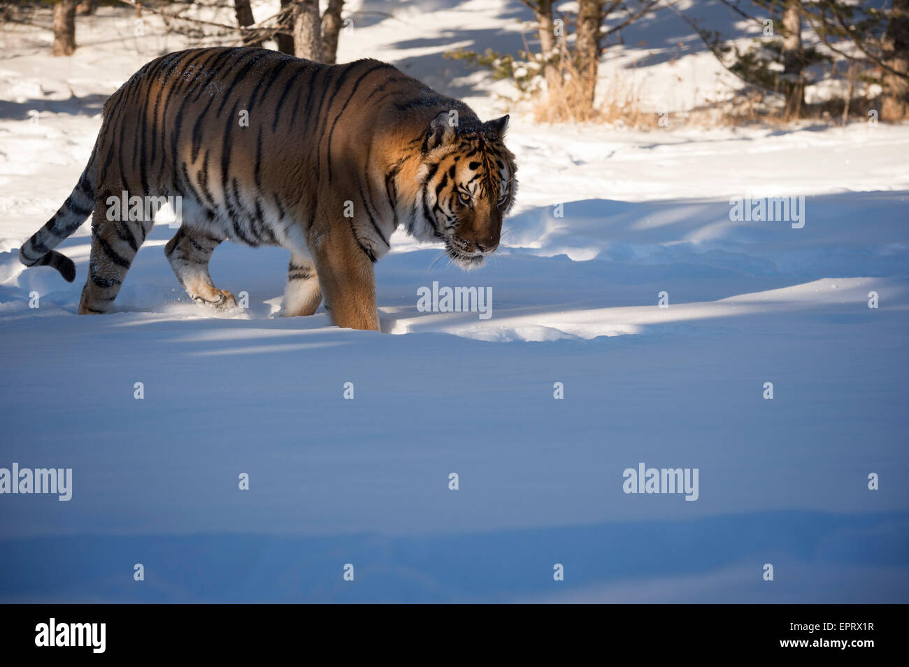 Siberian tiger snow hi-res stock photography and images - Alamy