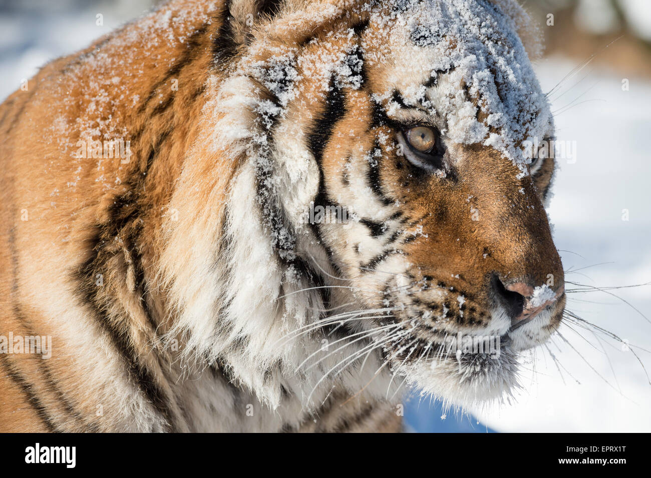 Siberian Tiger Snow Siberia Stock Photos & Siberian Tiger Snow Siberia ...