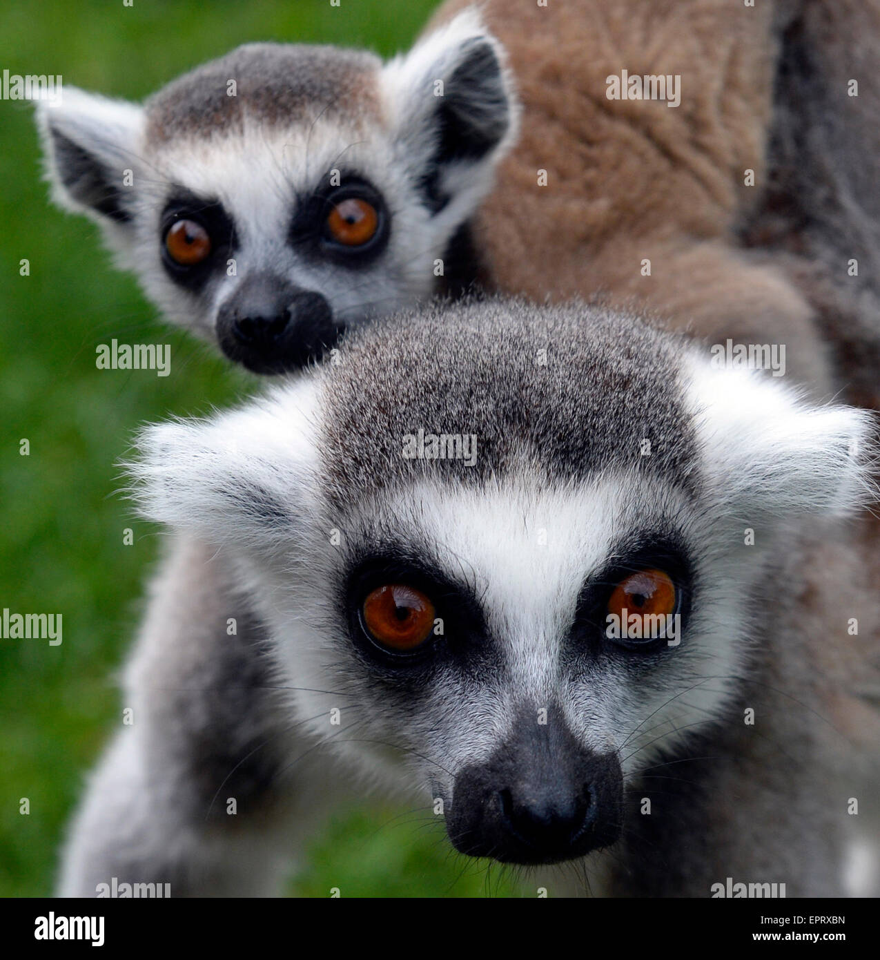 Two Lemuriformes from the zoo park Zajezd, where zoo breed 40 kinds of ...
